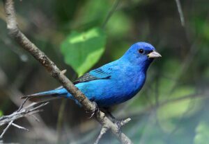 Passerin indigo - Centre d'interprétation de la nature du lac Boivin