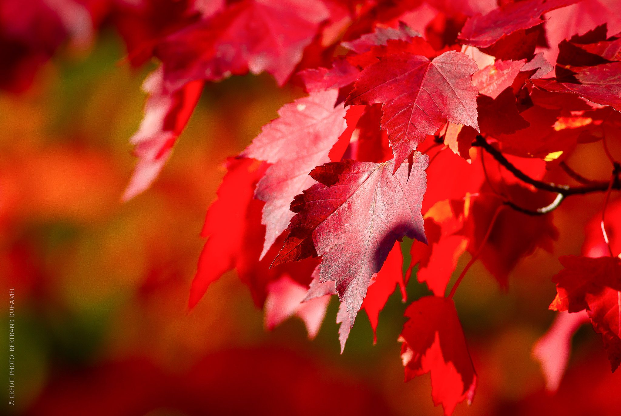 Plantes - Centre d'interprétation de la nature du lac Boivin