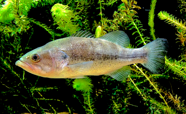 Achigan à grande bouche - Centre d'interprétation de la nature du lac ...