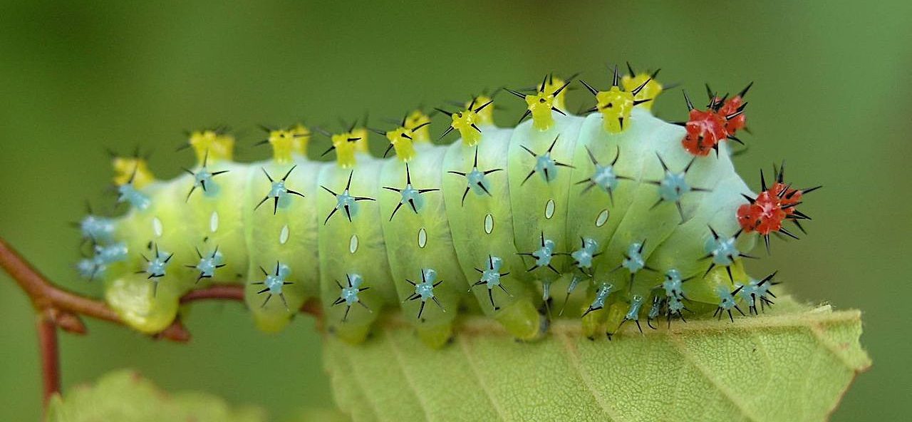 Saturnie cécropia - Centre d'interprétation de la nature du lac Boivin