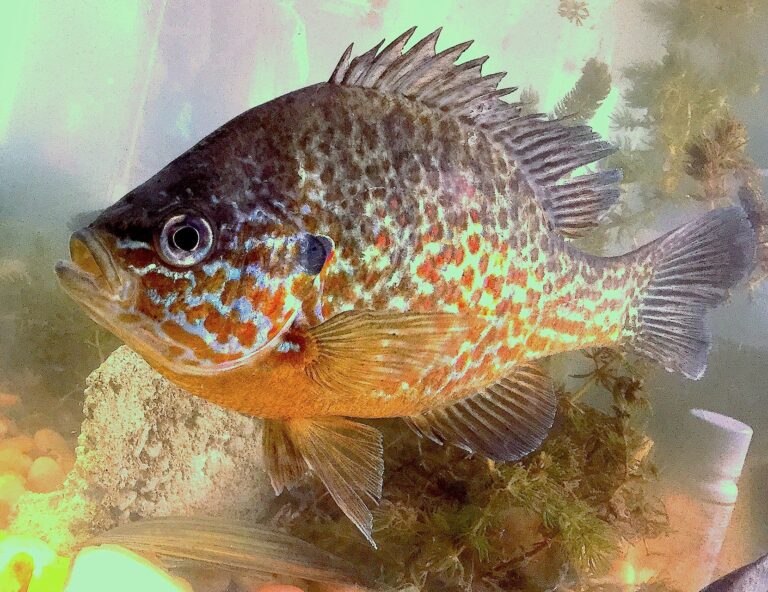 Crapet soleil - Centre d'interprétation de la nature du lac Boivin