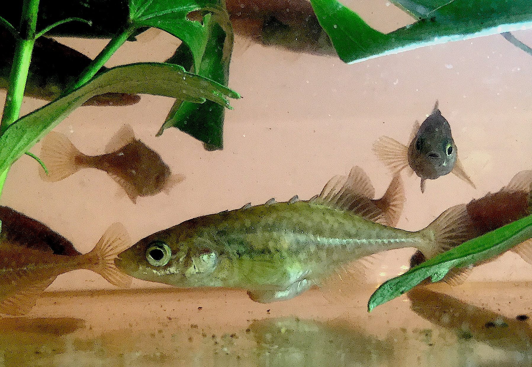 Épinoche à cinq épines - Centre d'interprétation de la nature du lac Boivin