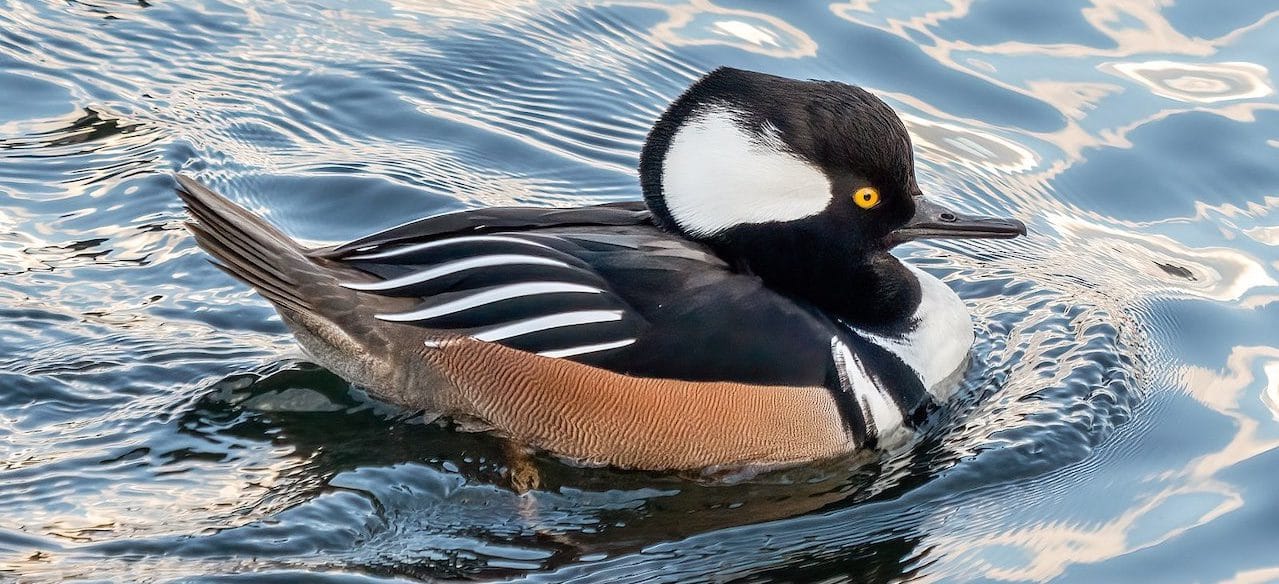 Harle couronné - Centre d'interprétation de la nature du lac Boivin