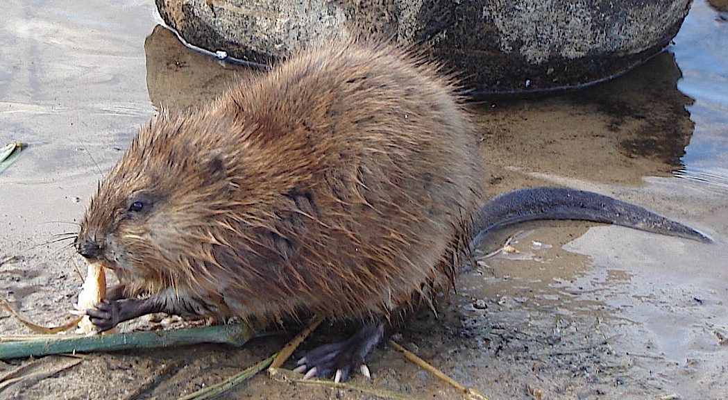 Rat musqué - Centre d'interprétation de la nature du lac Boivin
