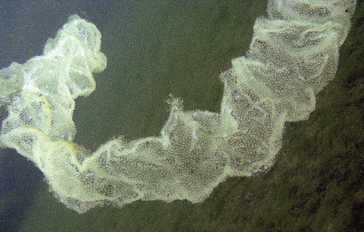 Perchaude - Centre d'interprétation de la nature du lac Boivin