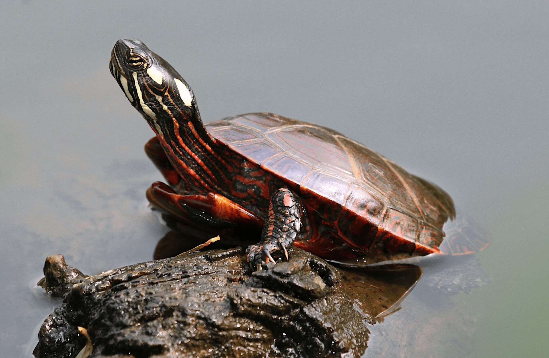 Tortue peinte - Centre d'interprétation de la nature du lac Boivin