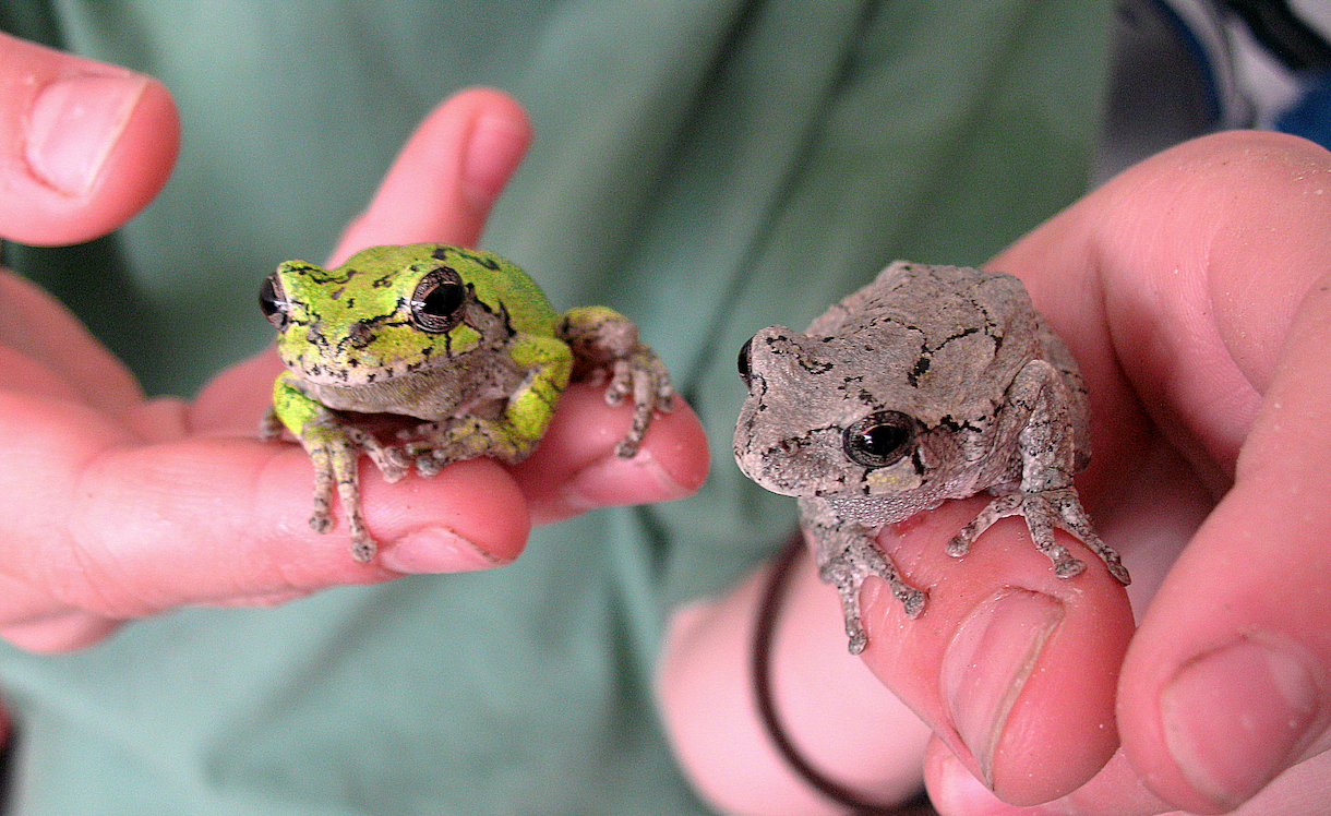 Rainette versicolore - Centre d'interprétation de la nature du lac Boivin